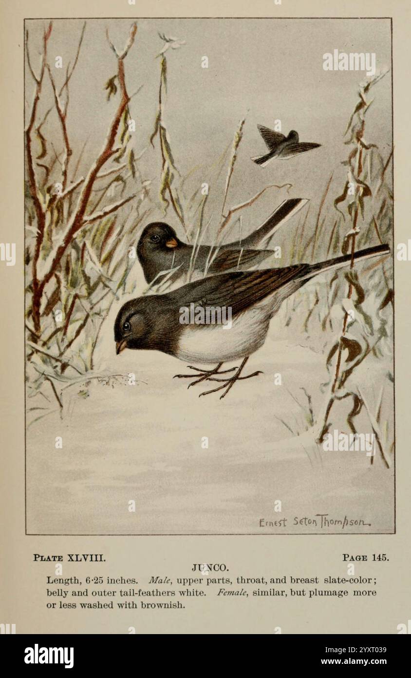 Bird-life, a guide to the study of our common birds New York, Appleton ...