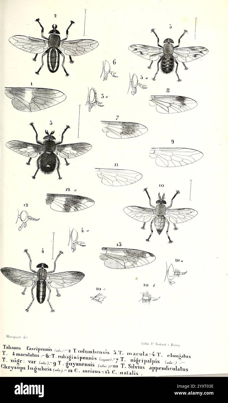 Series of detailed drawings of various fly species hi-res stock ...