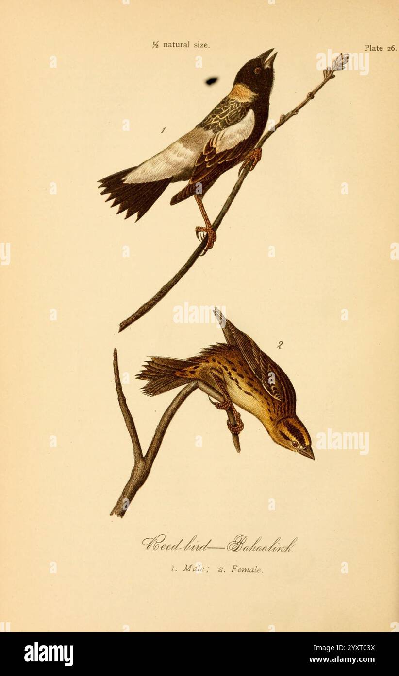 Illustration showcases two distinct birds hi-res stock photography and ...