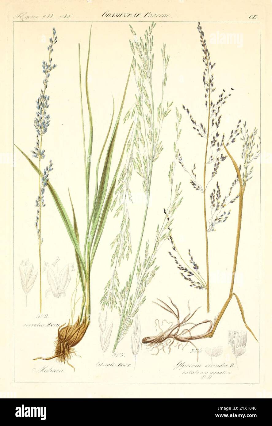 Robust stem features hi-res stock photography and images - Alamy