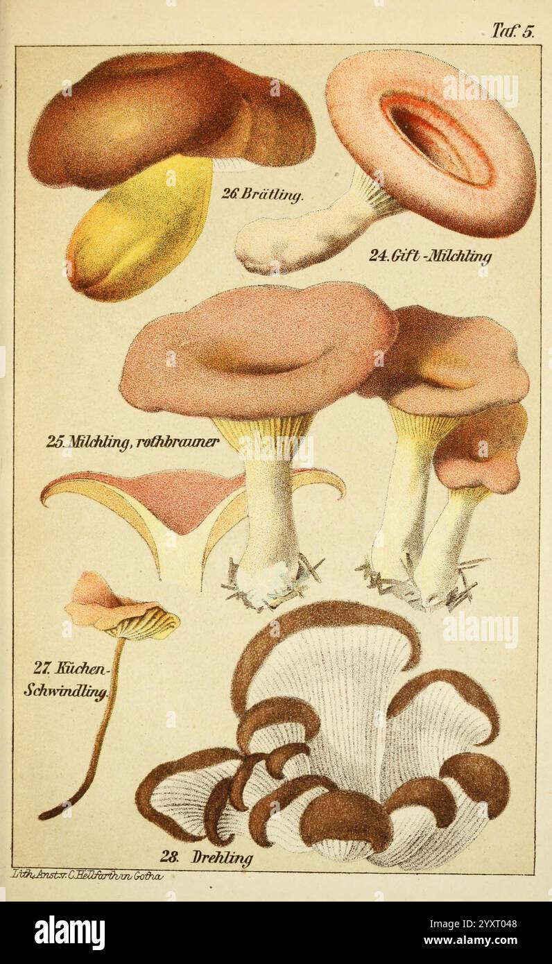 Prof. Dr. Harald O. Lenz' Nützliche, schädliche und verdächtige Pilze ...