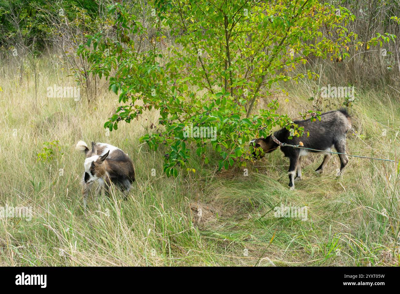 Setting features tall grass hi-res stock photography and images - Alamy