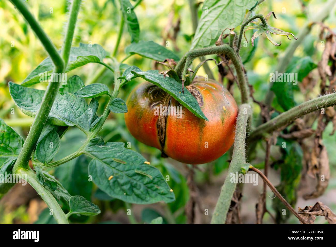 A ripe tomato shows signs of cracking while hanging on its green vine ...