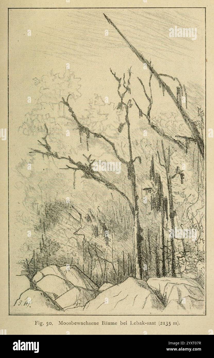 Stand amidst delicate trees hi-res stock photography and images - Alamy