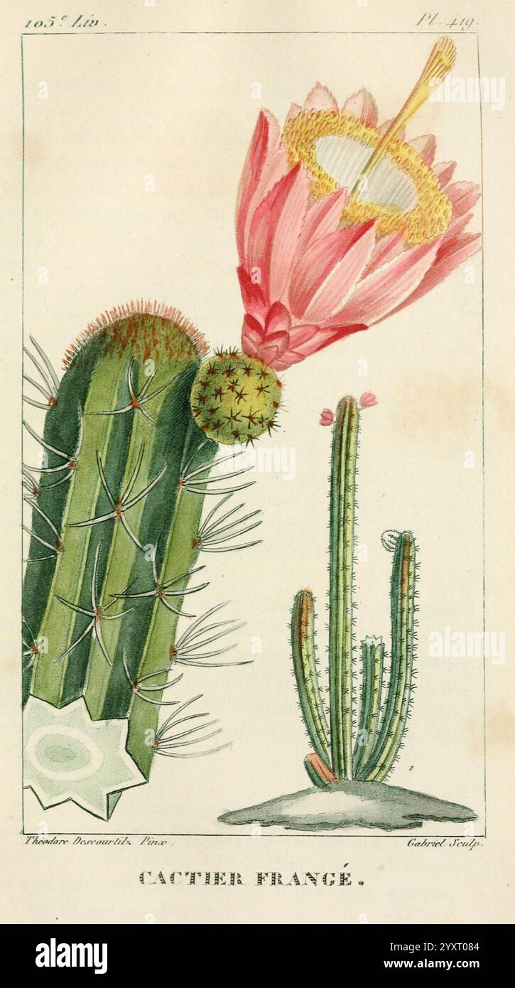 Robust cactus displays hi-res stock photography and images - Alamy