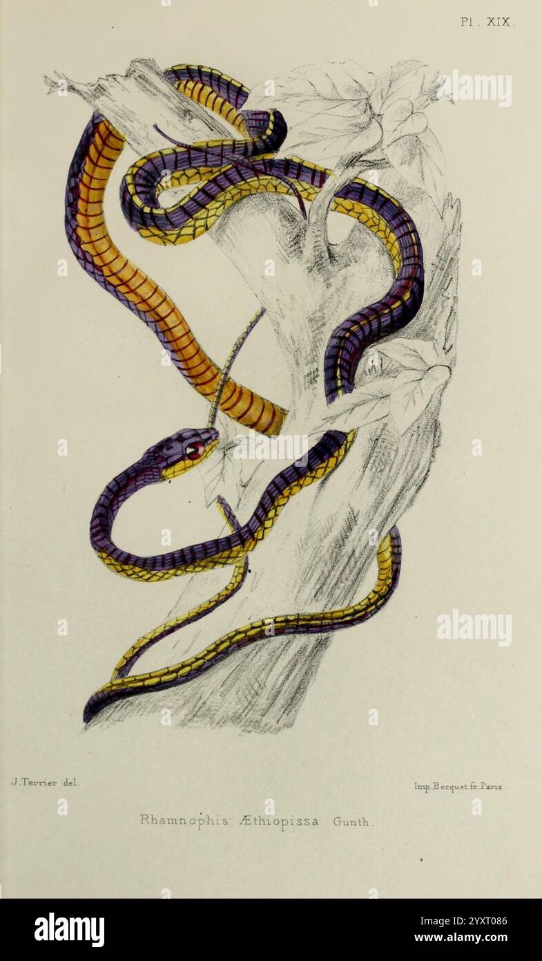 Showcasing subtle hints hi-res stock photography and images - Alamy