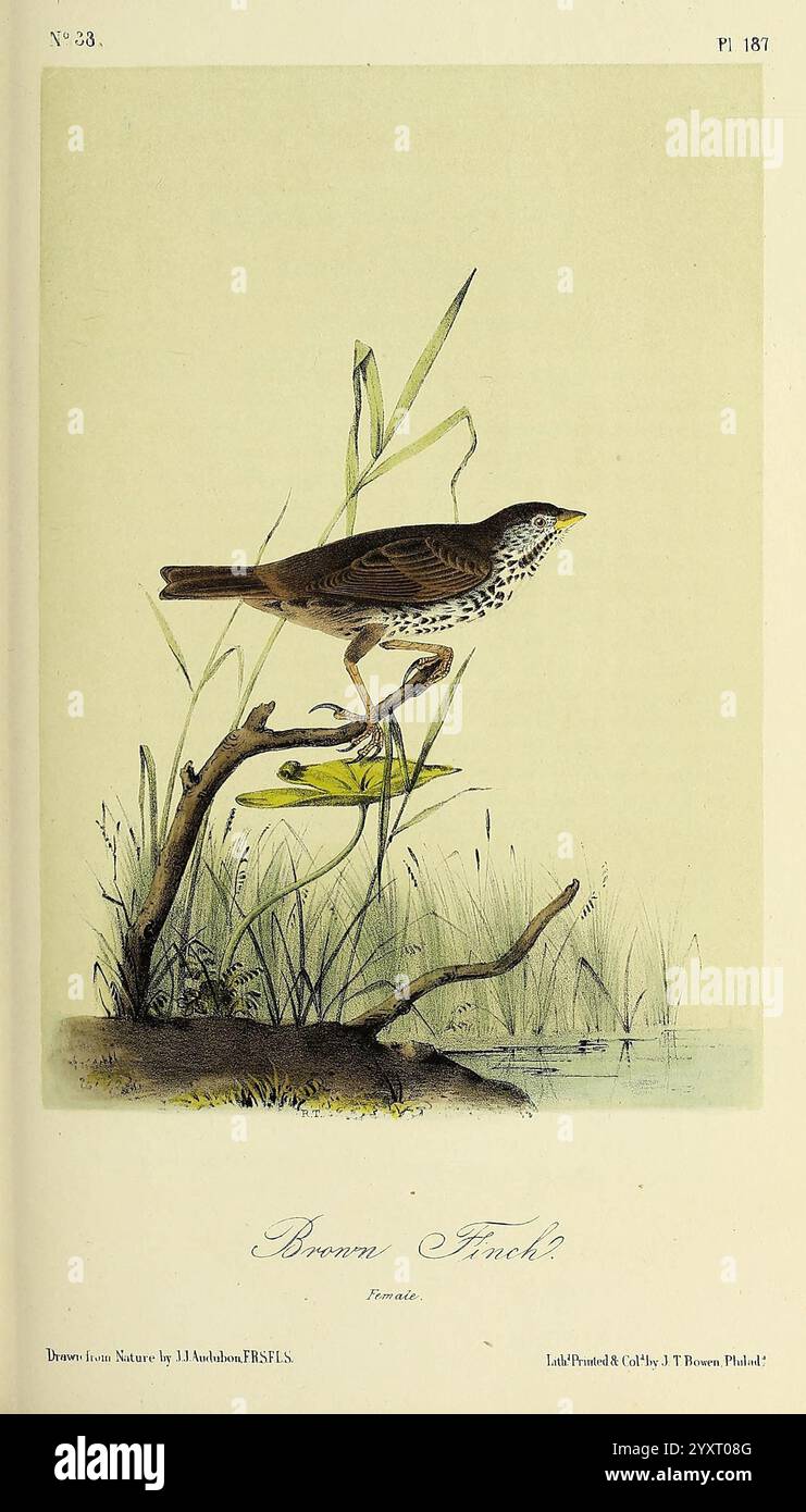 Finch features distinct markings hi-res stock photography and images ...