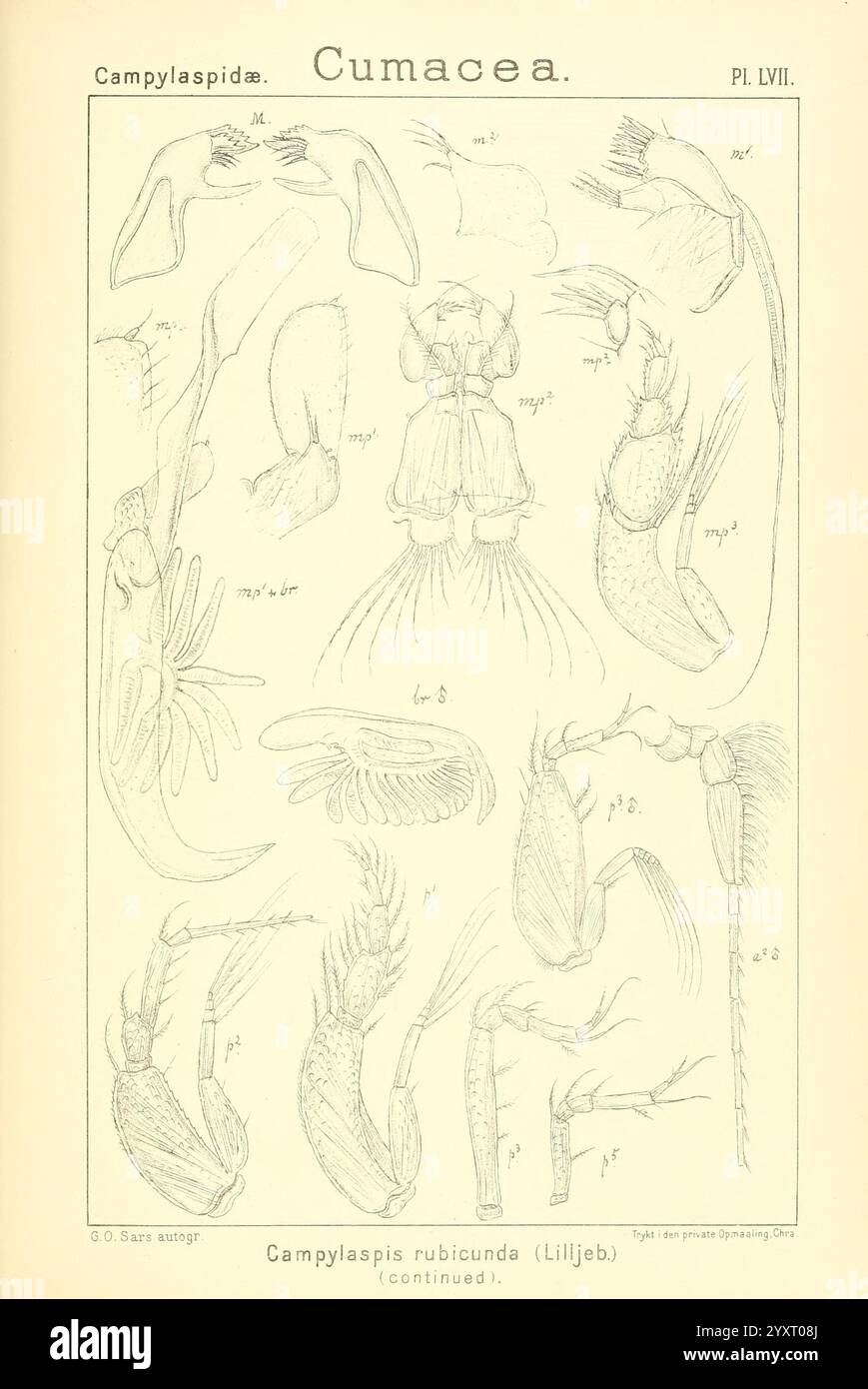 Campylaspidae family hi-res stock photography and images - Alamy