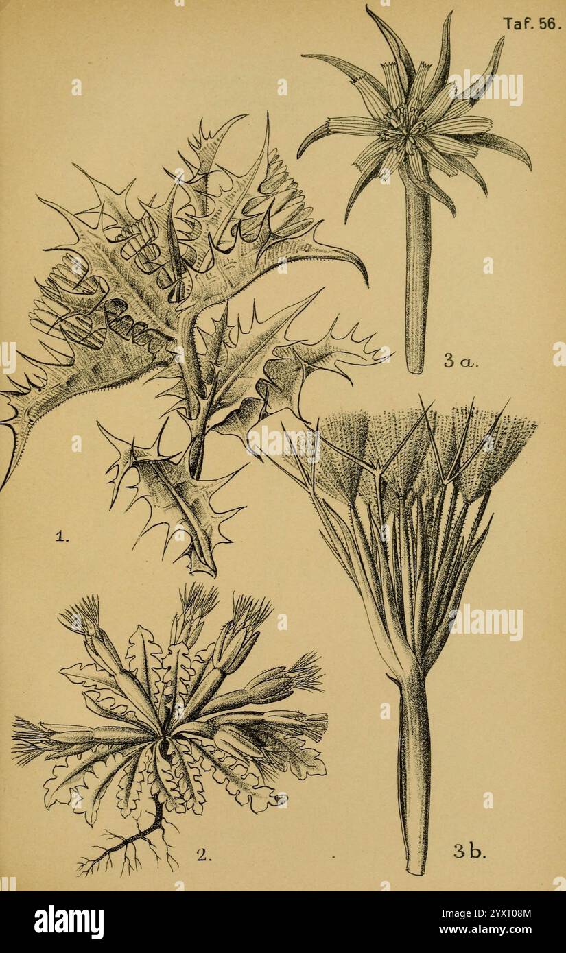 Die Pflanzenwelt Dalmatiens, Leipzig, W. Klinkhardt, 1911, Croatia ...