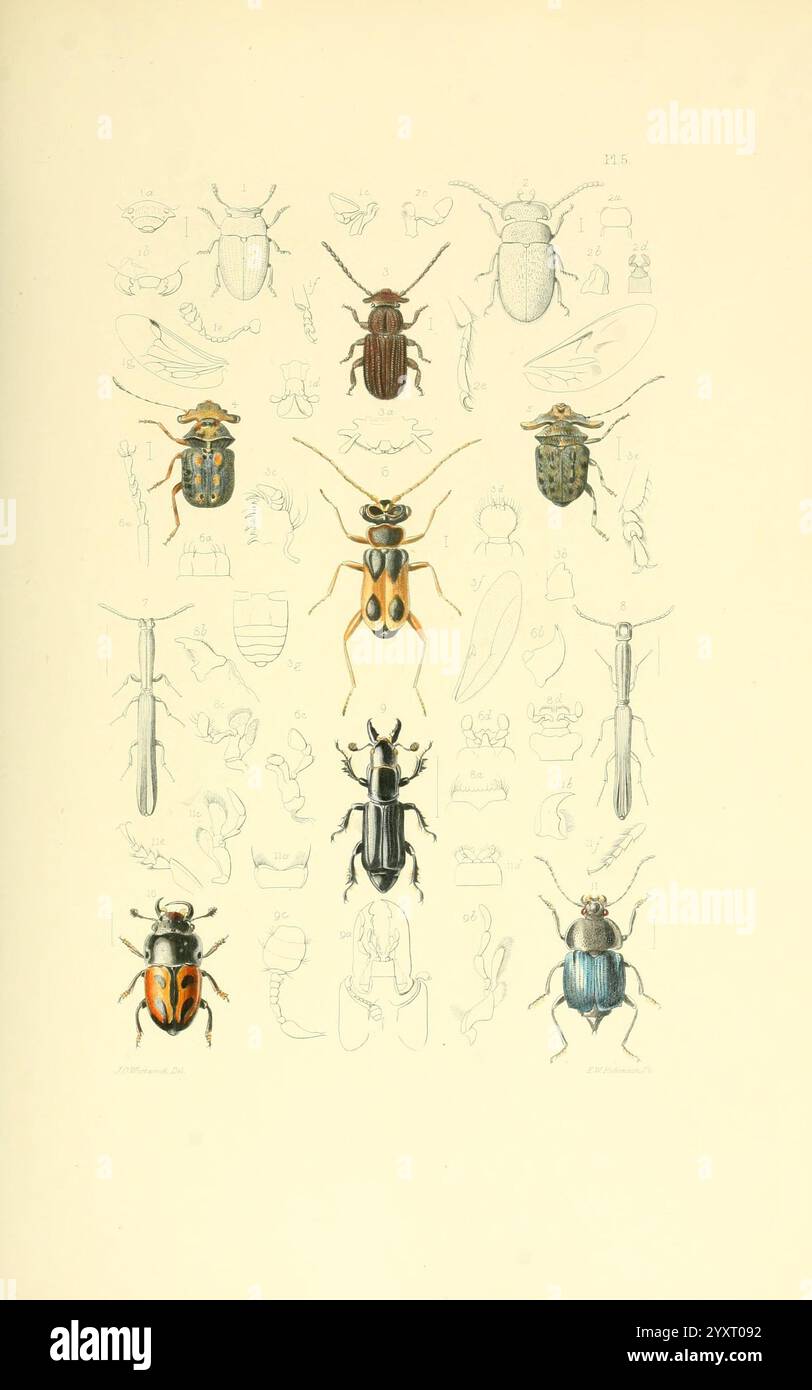 Larger beetles hi-res stock photography and images - Alamy