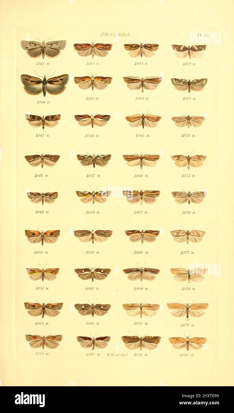 Index Entomologicus London, William Wood, 1839, butterflies, classification, Great Britain ...