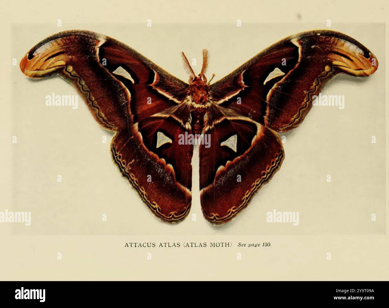 Moths grandeur hi-res stock photography and images - Alamy