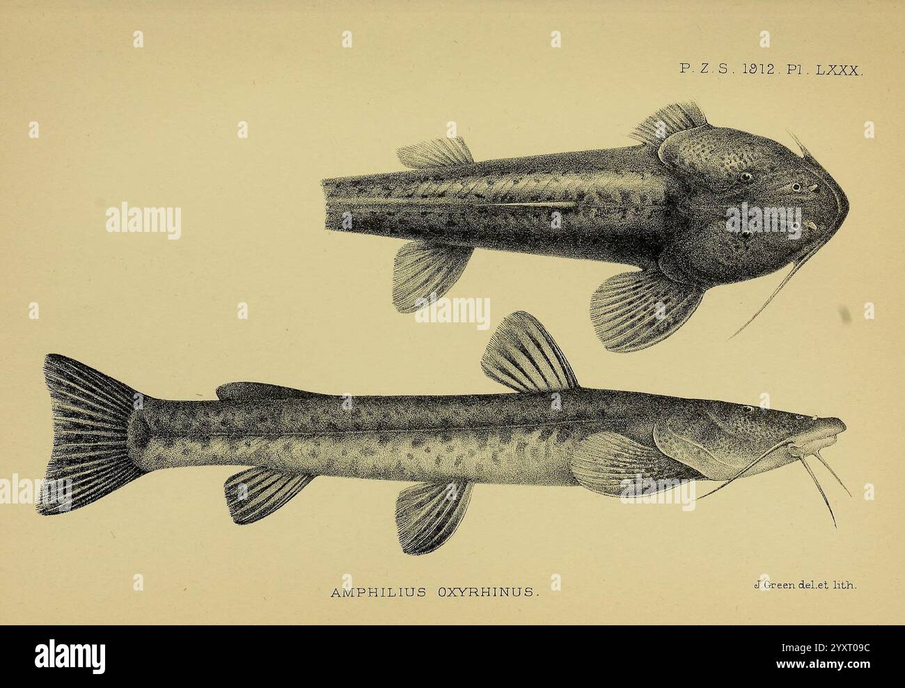 Understanding fish anatomy hi-res stock photography and images - Alamy