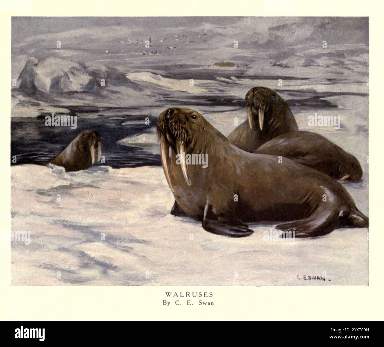 The, wild, beasts, of, the, world, v, 1, London, T, C, &, E, C, Jack ...