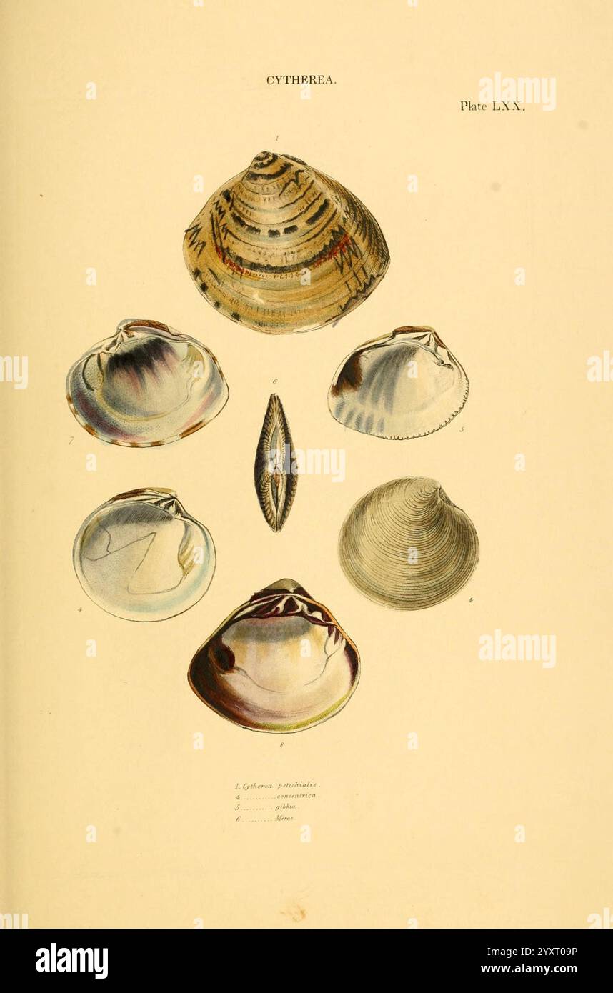 Conchologia systematica, or Complete system of conchology, London ...