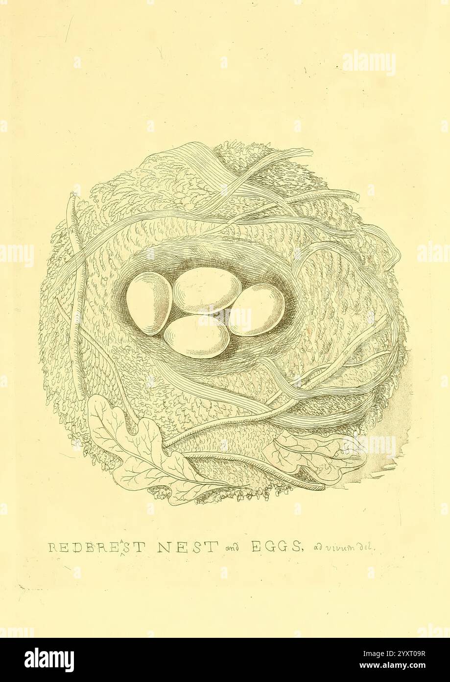 Nests circular shape hi-res stock photography and images - Alamy