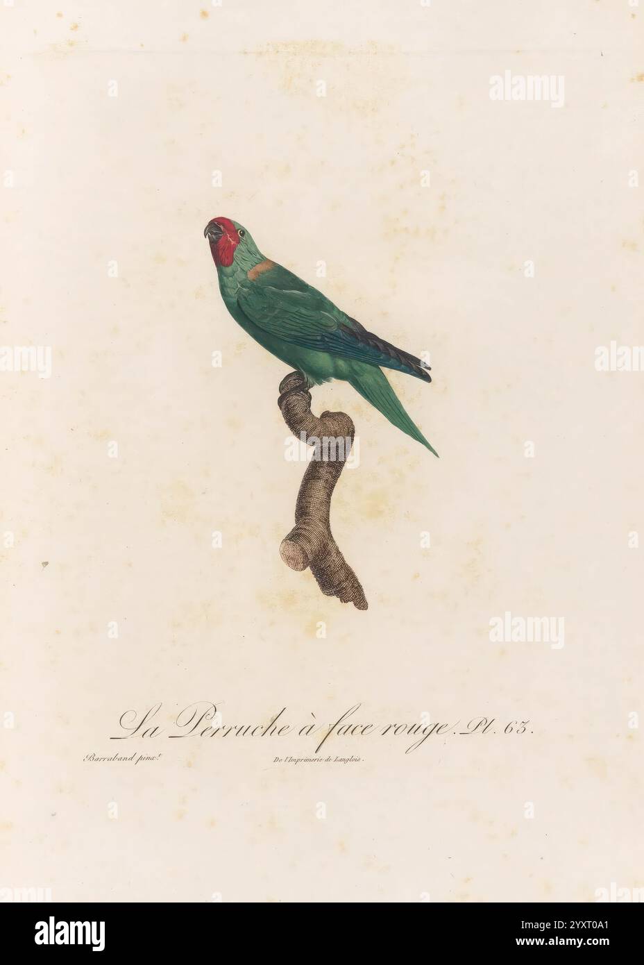 Histoire naturelle des perroquets, A Paris, chez Levrault, an IX (1801 ...