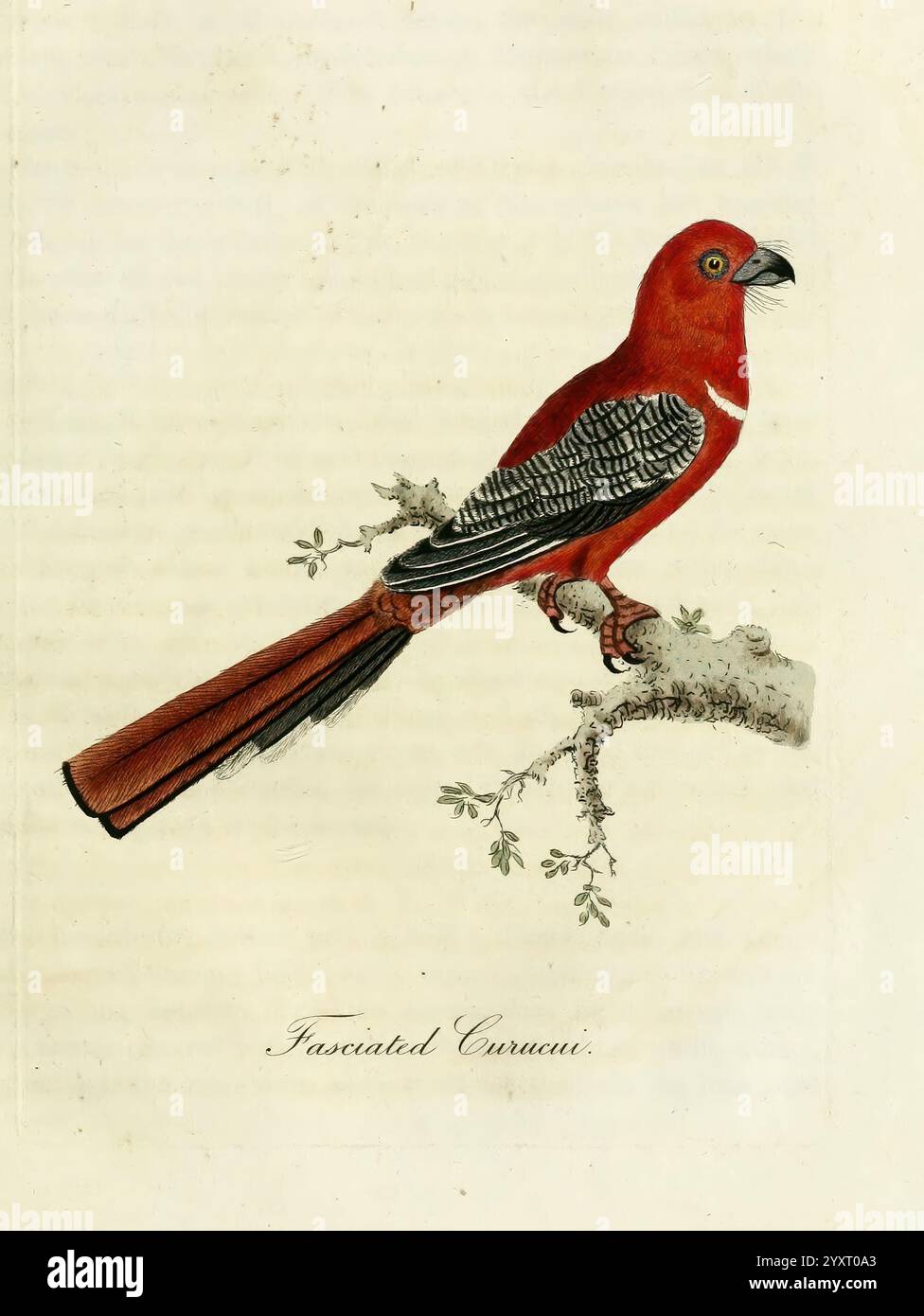 Fasciculated curacao hi-res stock photography and images - Alamy