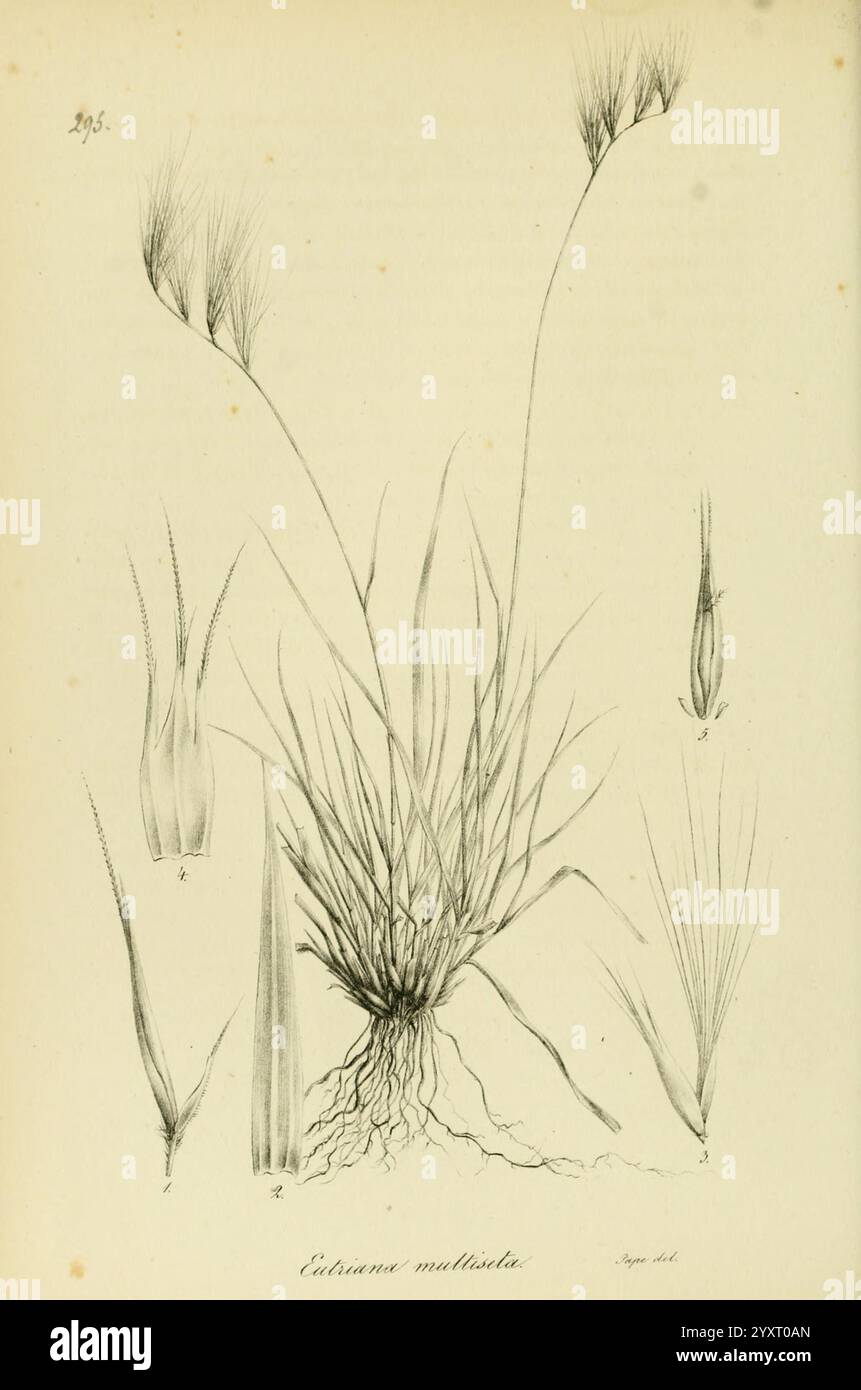 Species Graminum, Petropoli, Impensis Academiae Imperialis Scientiarum ...