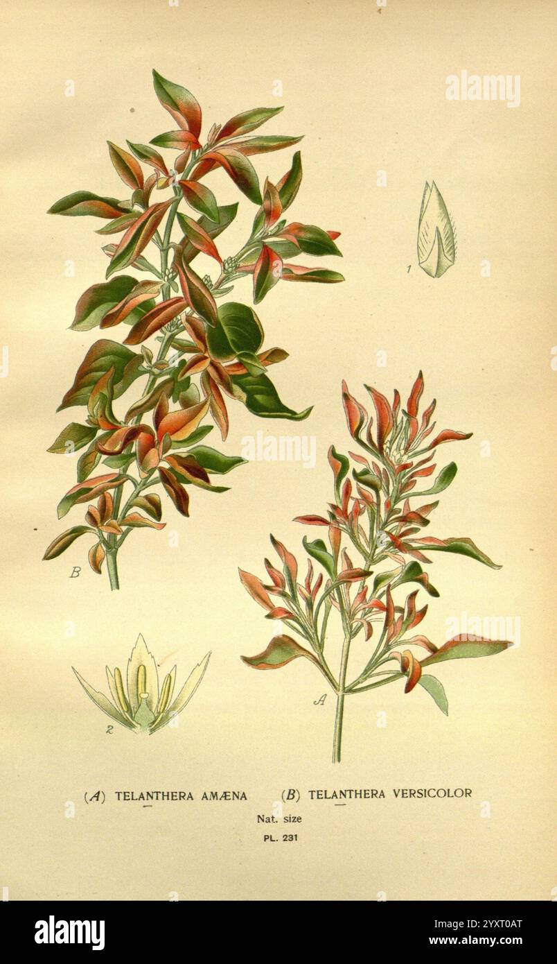 Telanthera versicolor hi-res stock photography and images - Alamy