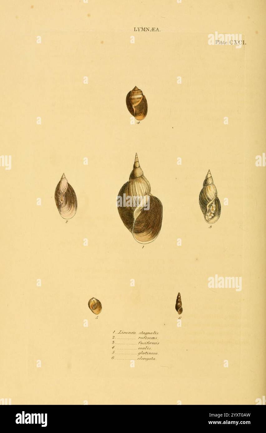 Conchologia systematica, or Complete system of conchology London ...