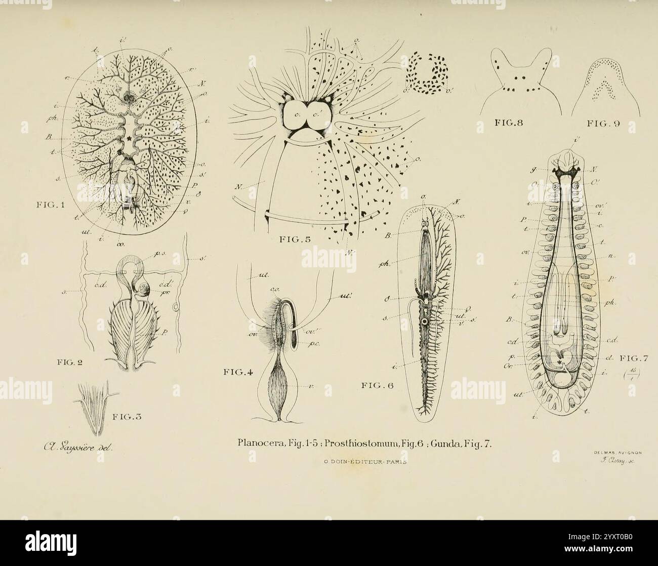 Atlas d'anatomie comparée des invertébrés, Paris, Doin, 1890 anatomy ...