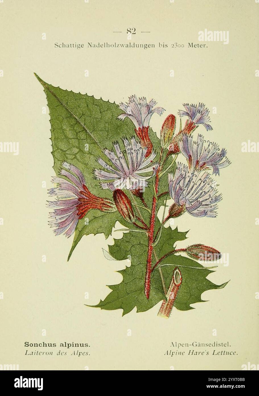 Alpen-Flora, Heidelberg, C. Winter, 1906, alps, mountain plants ...