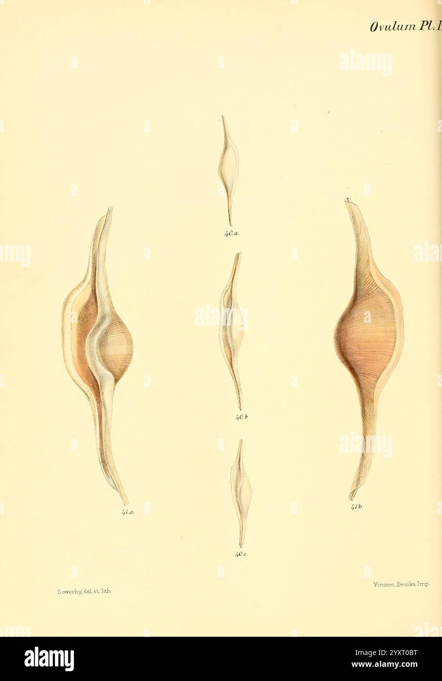 Drawings provides hi-res stock photography and images - Alamy