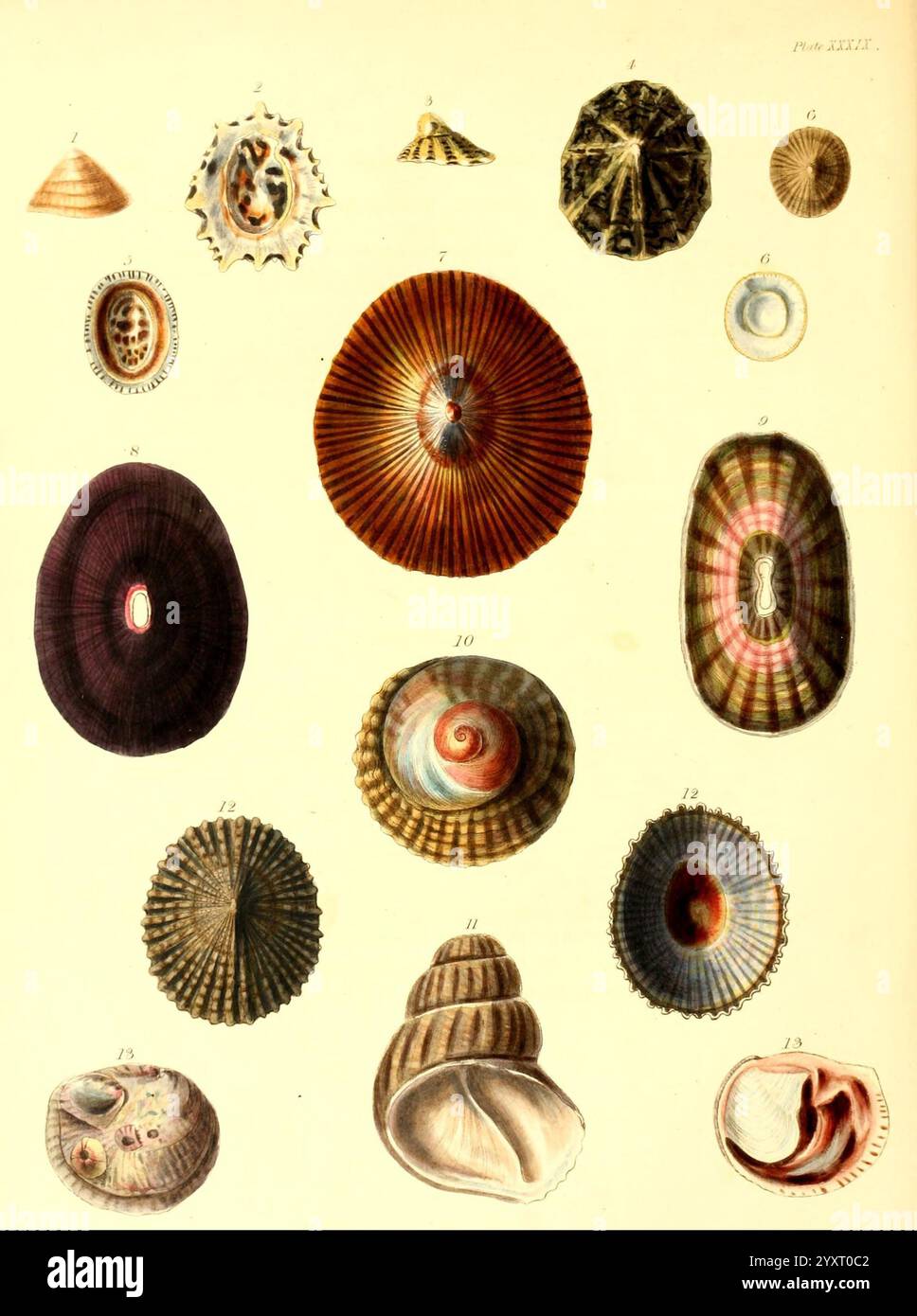 The zoology of Captain Beechey's voyage, 1839, America, shell, geology ...