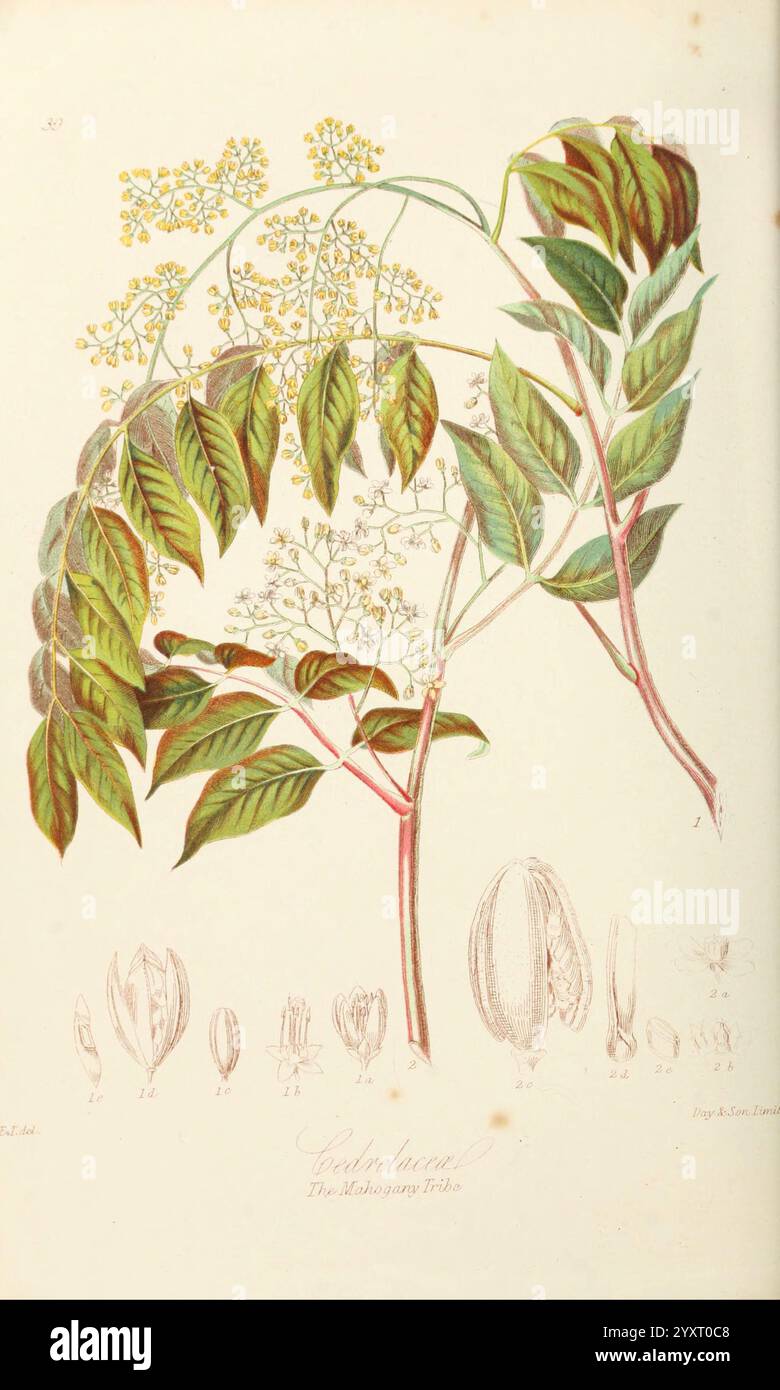Illustrations of the natural orders of plants with groups and ...