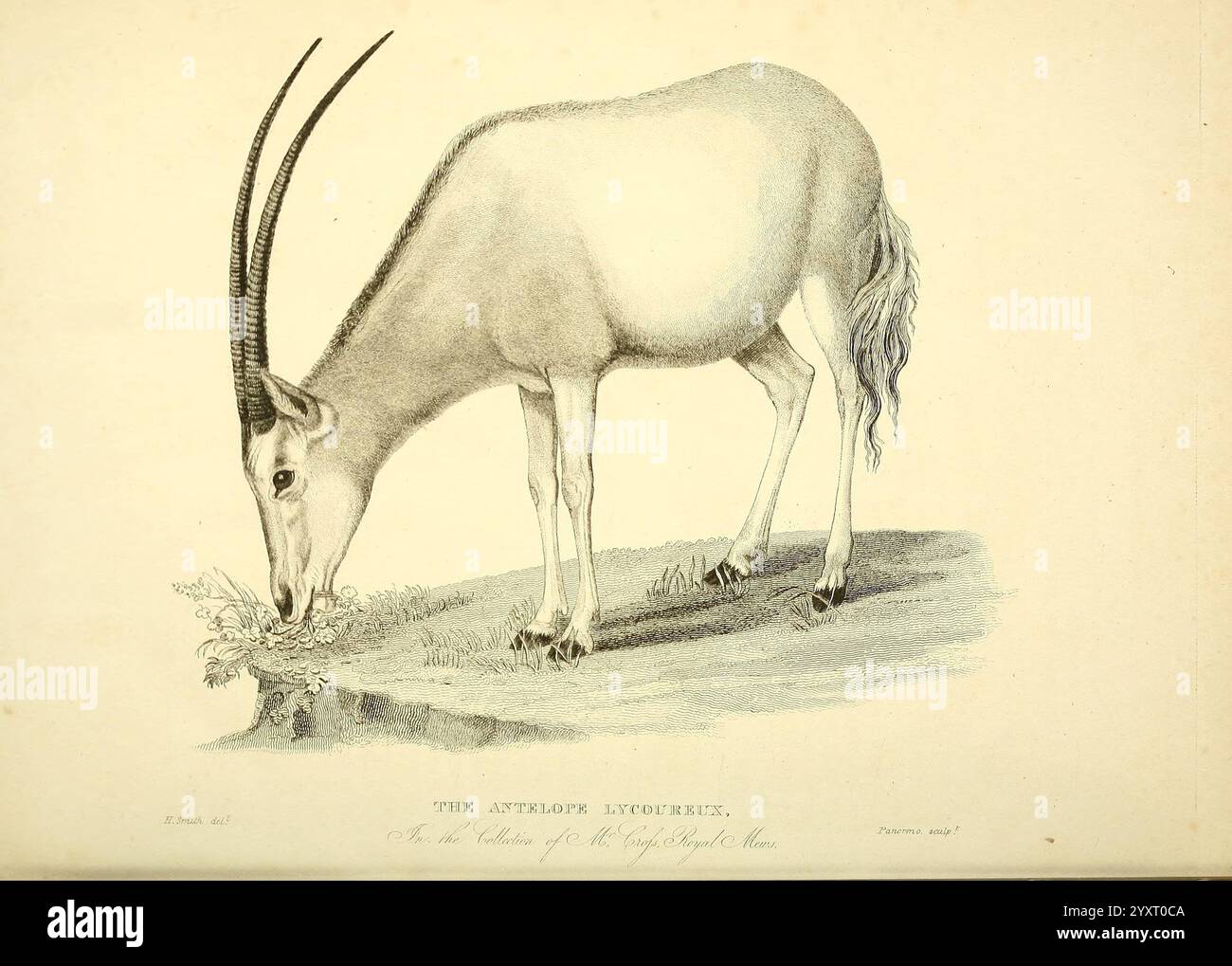 The, wonders, of, the, animal, kingdom, London, T, Kelly, 1830, Great ...