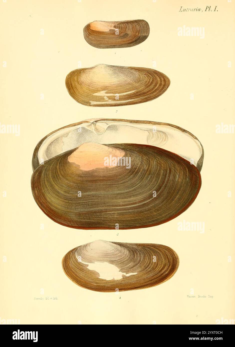 Conchologia Iconica, or Illustrations of the Shells of Molluscous ...
