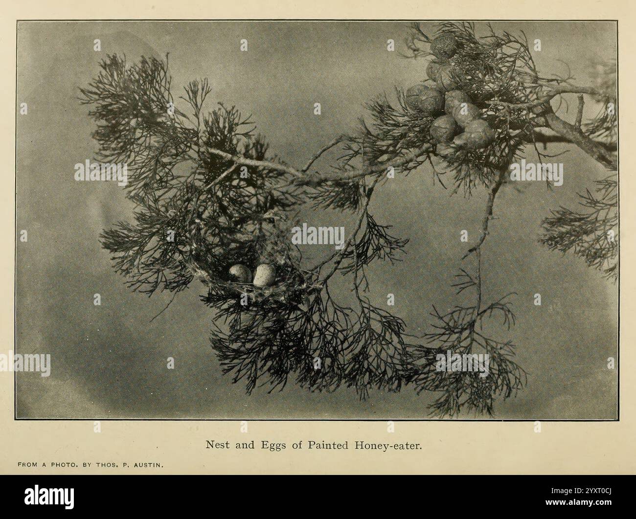 Emu behavior hi-res stock photography and images - Alamy