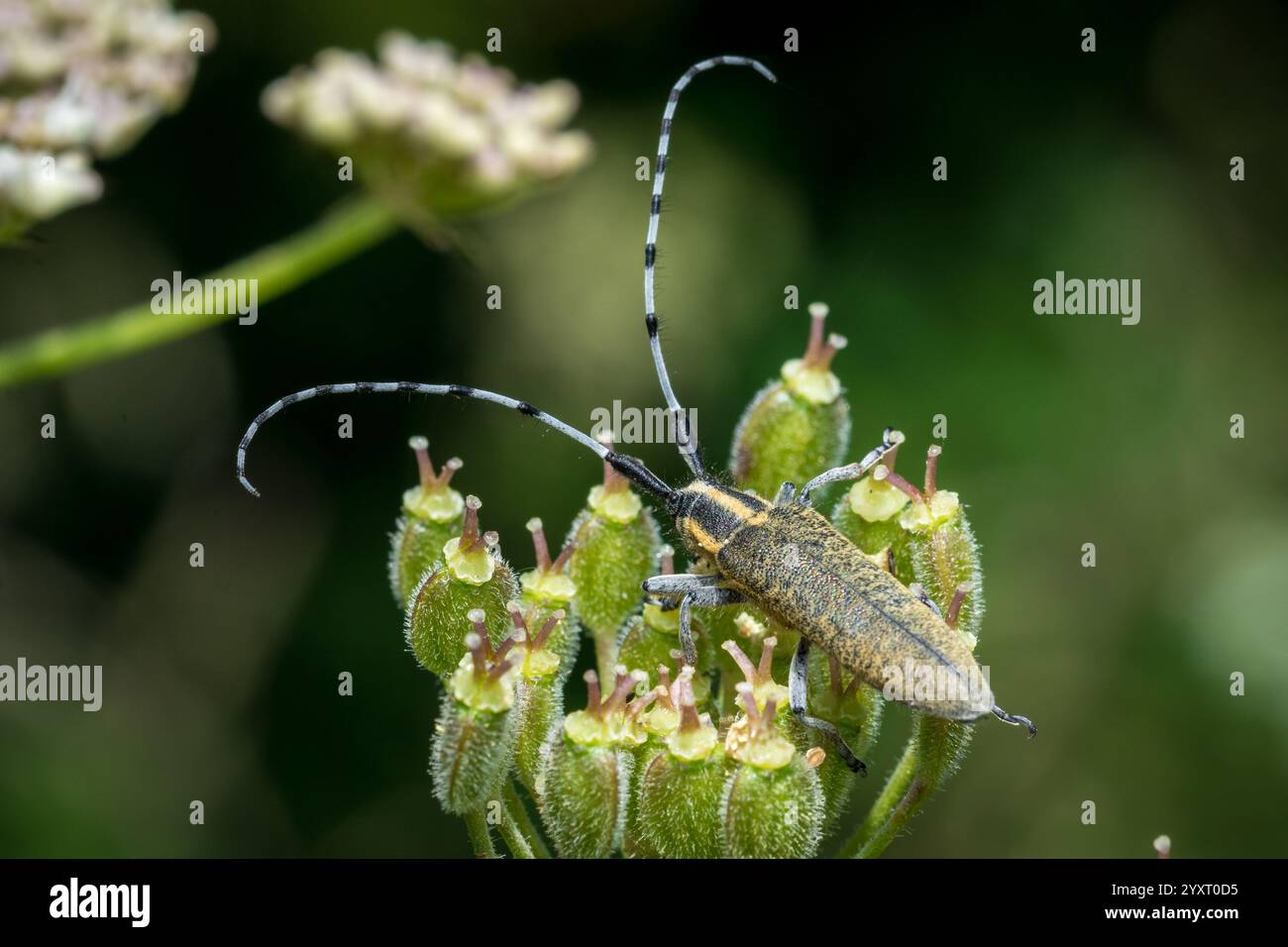 A golden bloomed grey longhorn beetle (Agapanthia villosoviridescens ...
