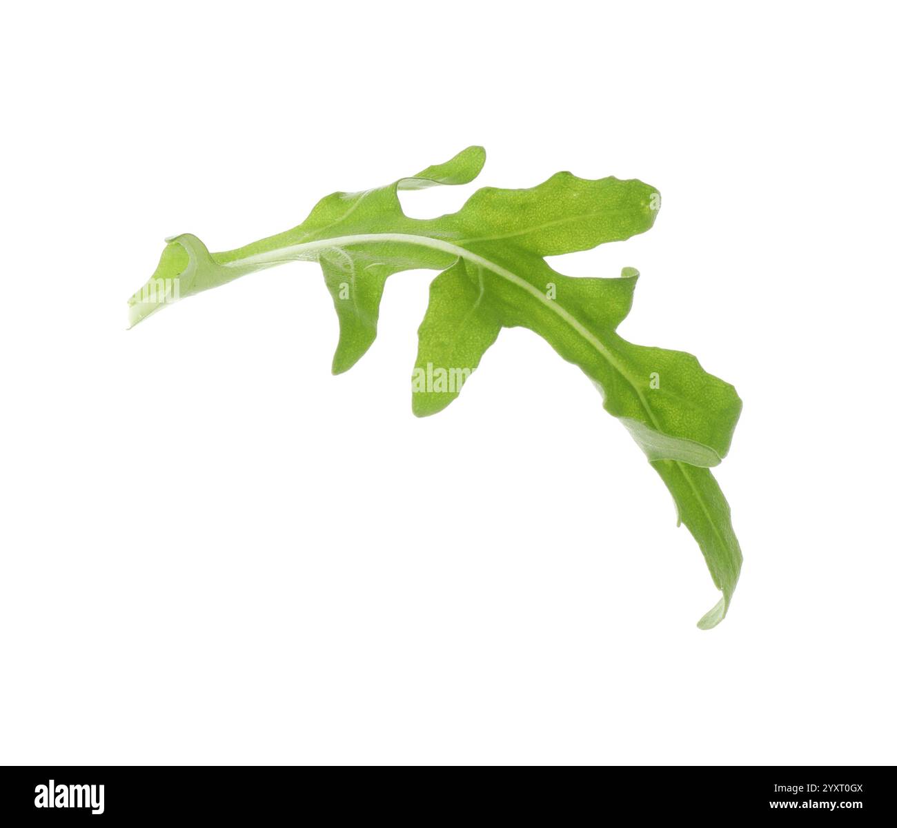 One fresh arugula leaf isolated on white Stock Photo - Alamy