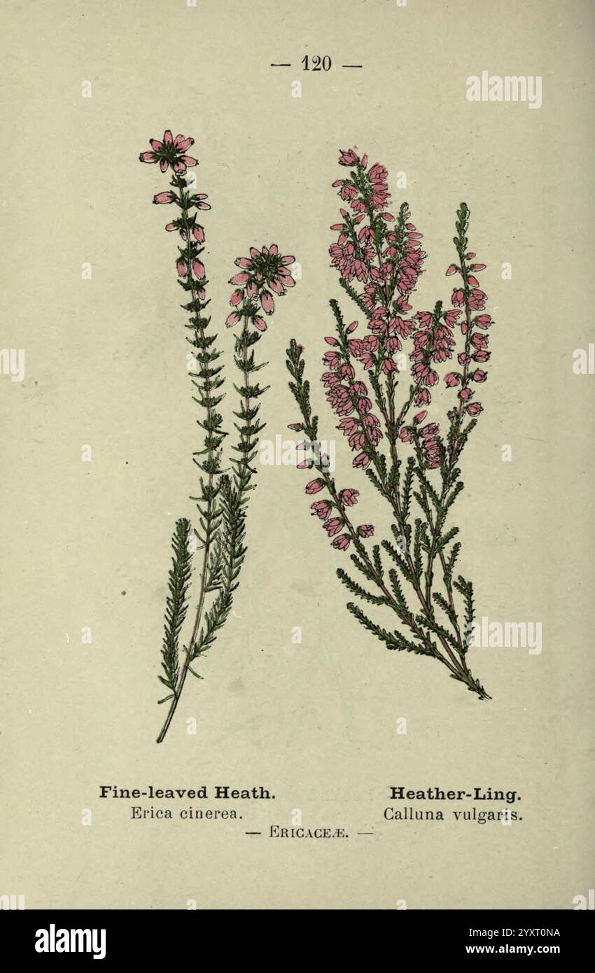 Wayside and woodland blossoms, London, F. Warne, 1895, Great Britain ...