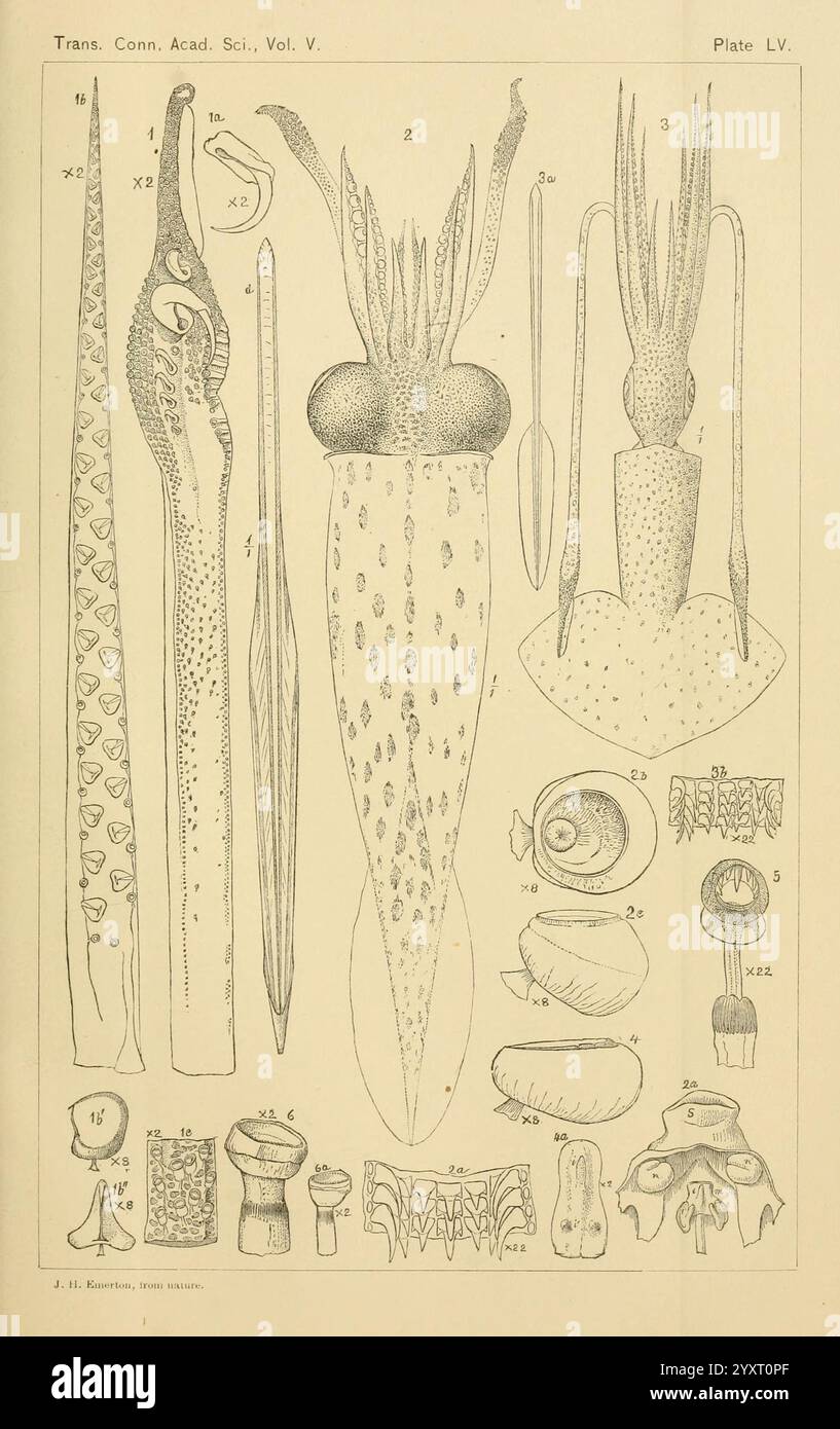 The cephalopods of the north-eastern coast of America, New Haven, Conn ...