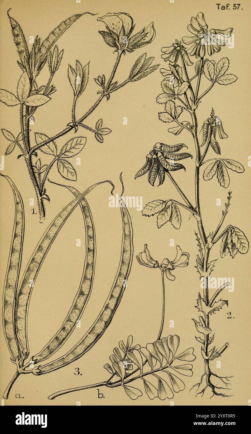 Bottom section displays two distinct pods hi-res stock photography and ...