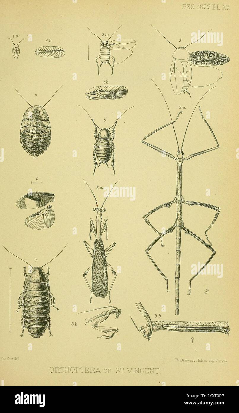 Insect facilitate easy identification hi-res stock photography and ...