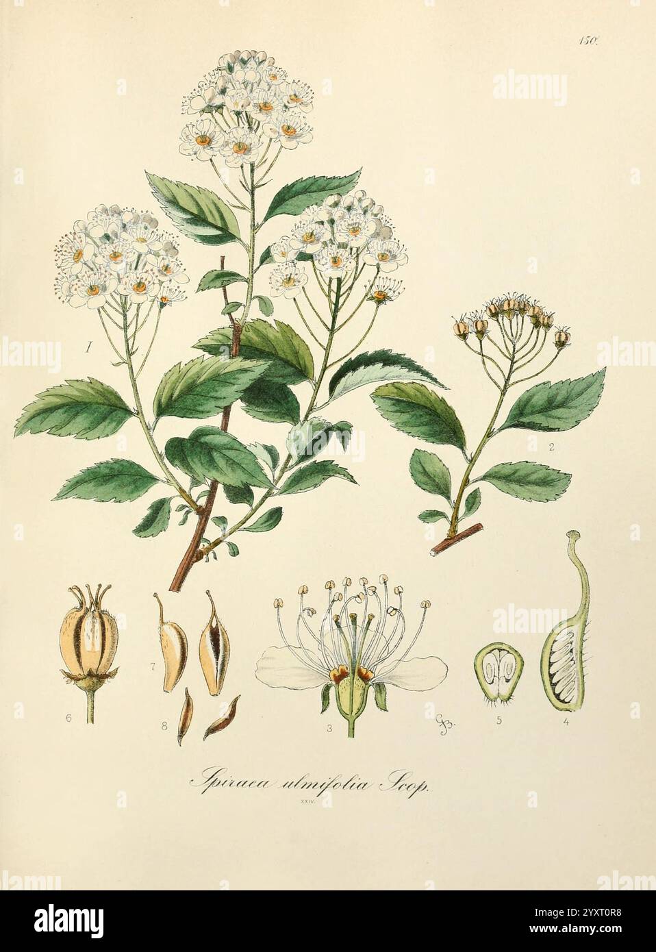 Spiraea tomentosa plant hi-res stock photography and images - Alamy