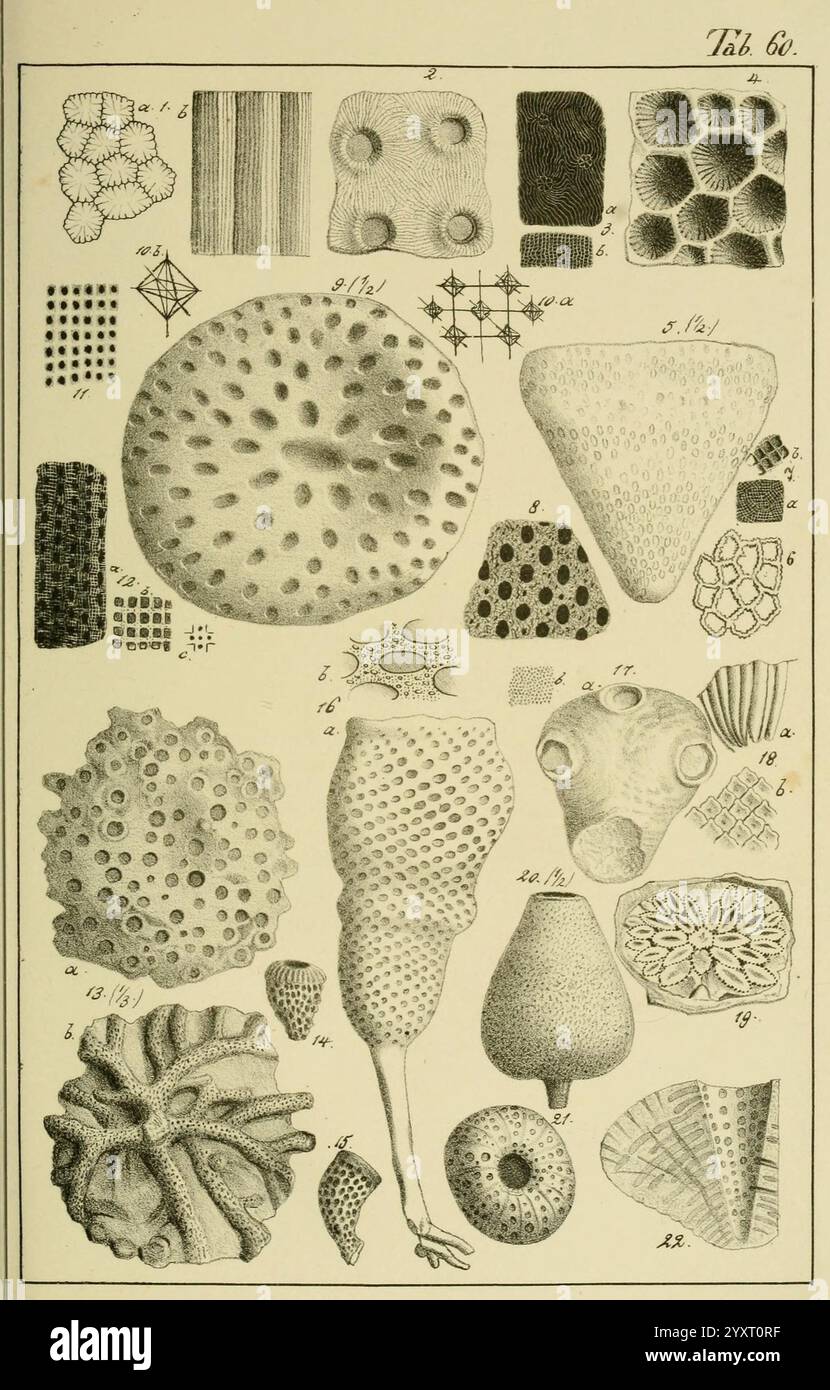 Handbuch der Petrefaktenkunde, Tübingen, H. Laupp, 1852. fossils ...