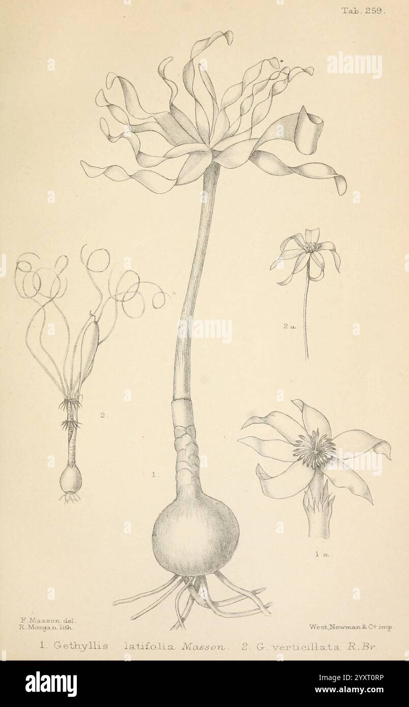 Iautifolia hi-res stock photography and images - Alamy