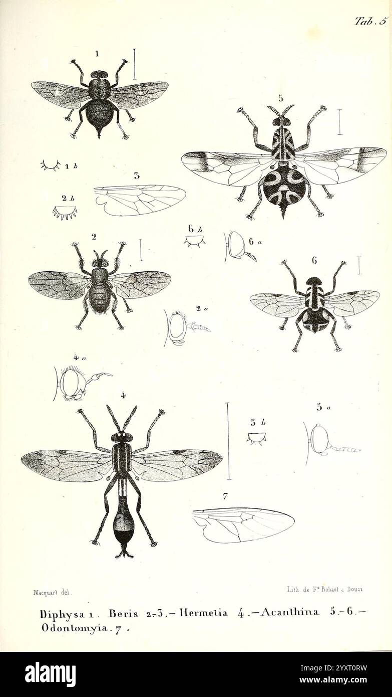 Diptères exotiques nouveaux ou peu connus, Paris, Roret, 1838-1843 ...