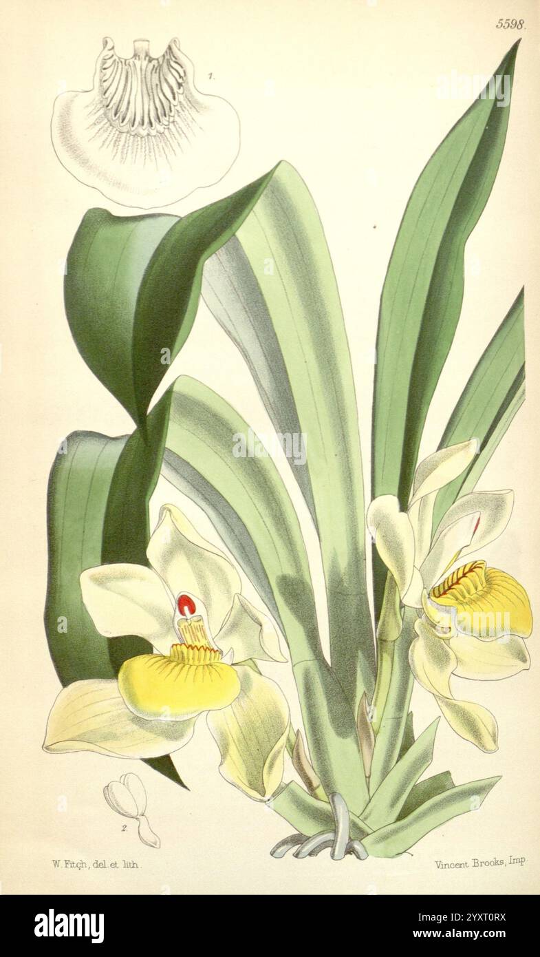 Curtis's Botanical Magazine, London, New York, botanical illustration ...