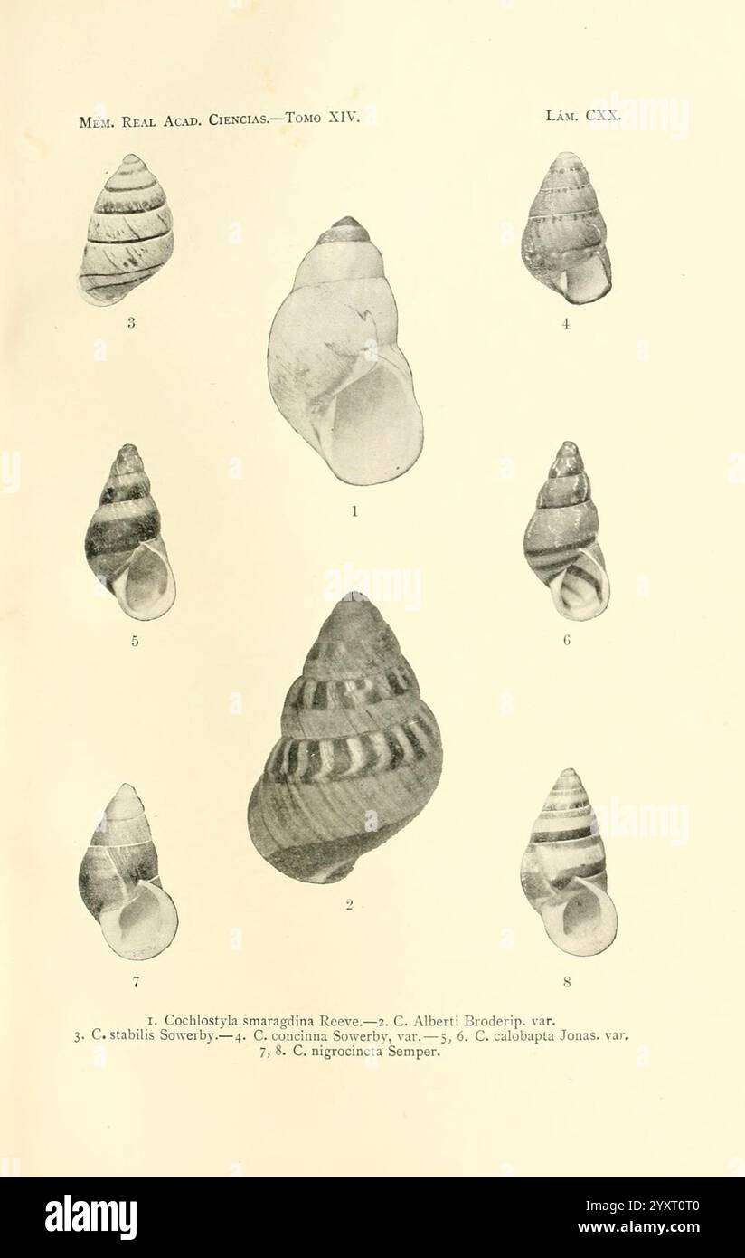 Showcasing distinct spiral forms hi-res stock photography and images ...