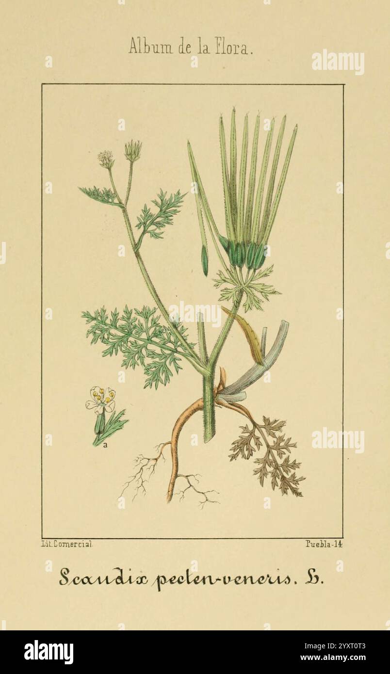 Album de la flora médico-farmacéutica é industrial, indígena y exótica ...