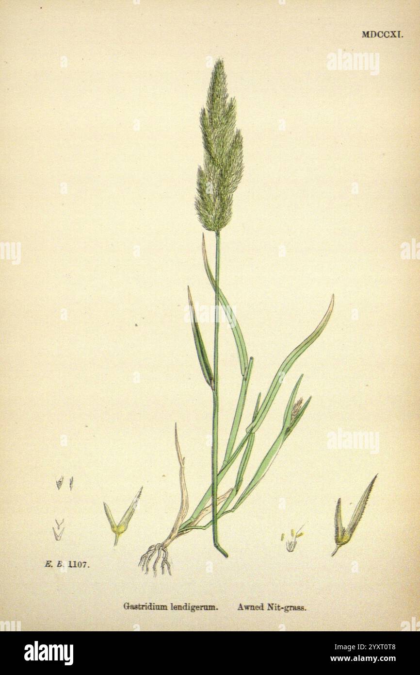 Plants signature texture hi-res stock photography and images - Alamy