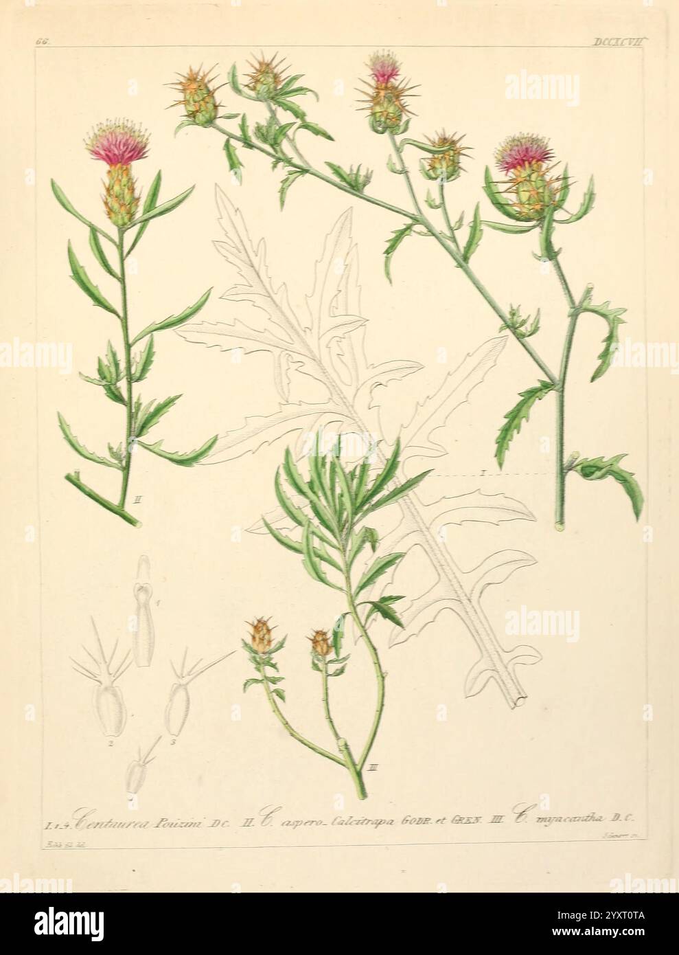 Thistles anatomy hi-res stock photography and images - Alamy