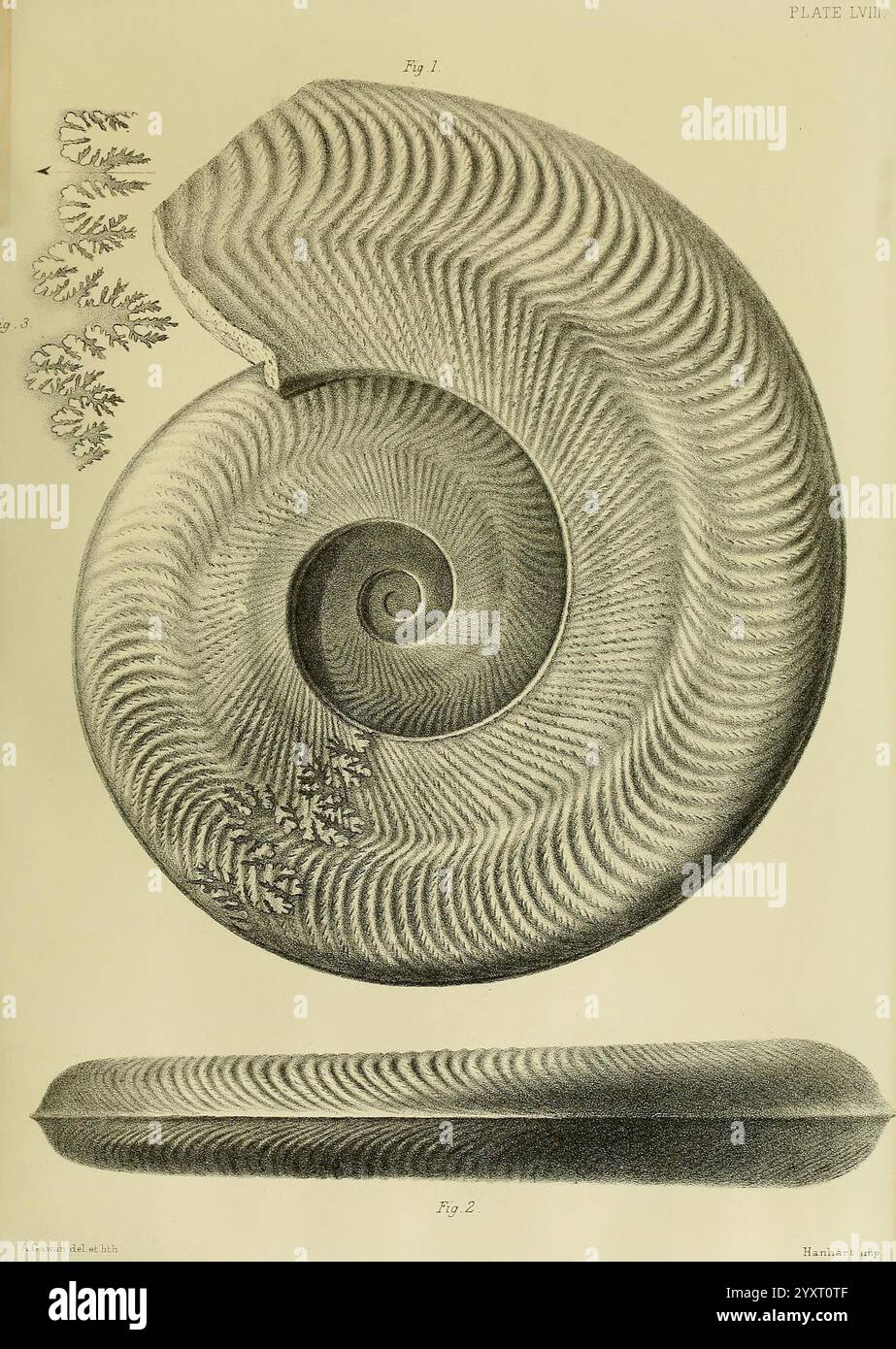 Monograph on the Lias Ammonites of the British Islands London, Printed ...