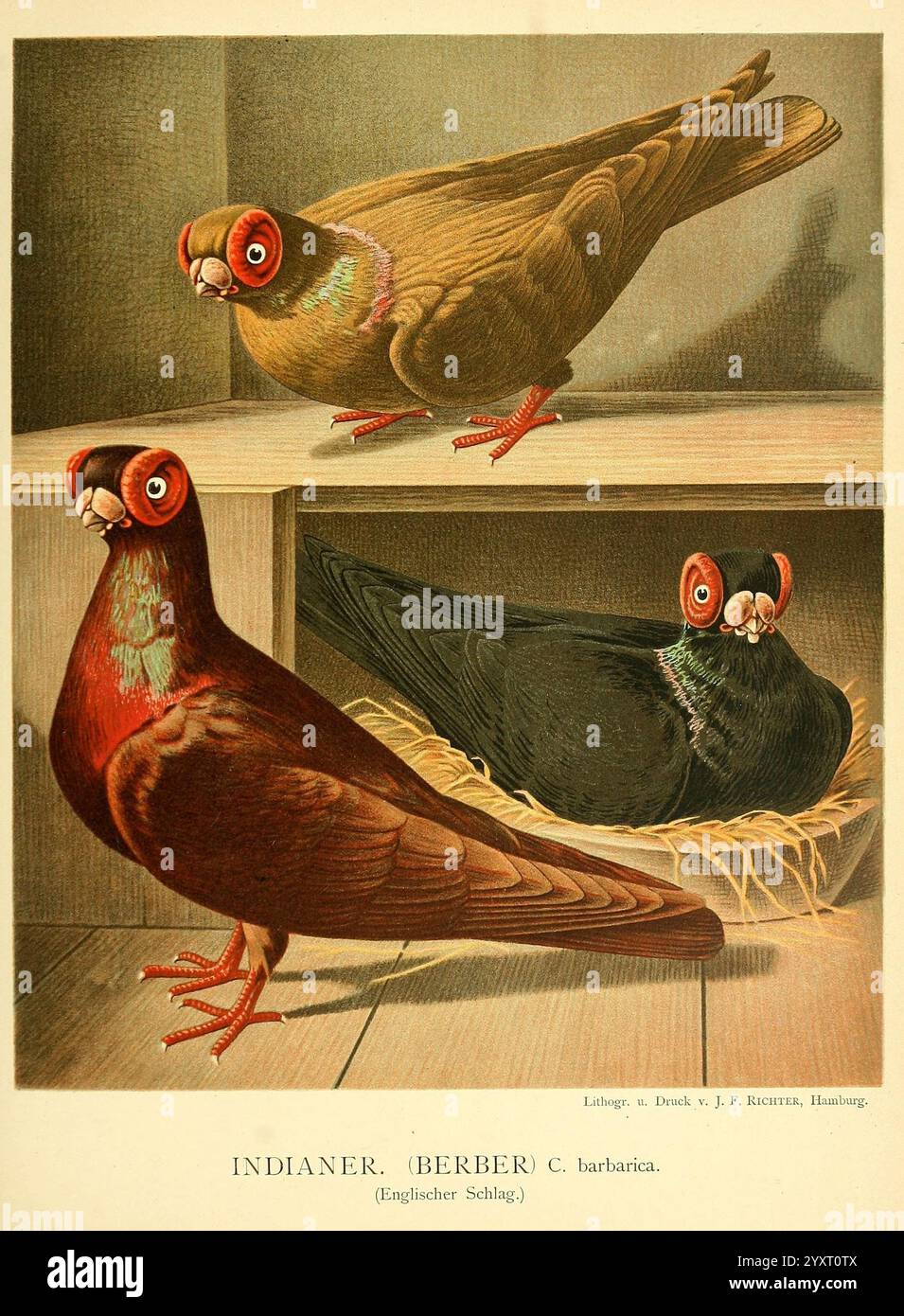 Indian pigeon varieties hi-res stock photography and images - Alamy